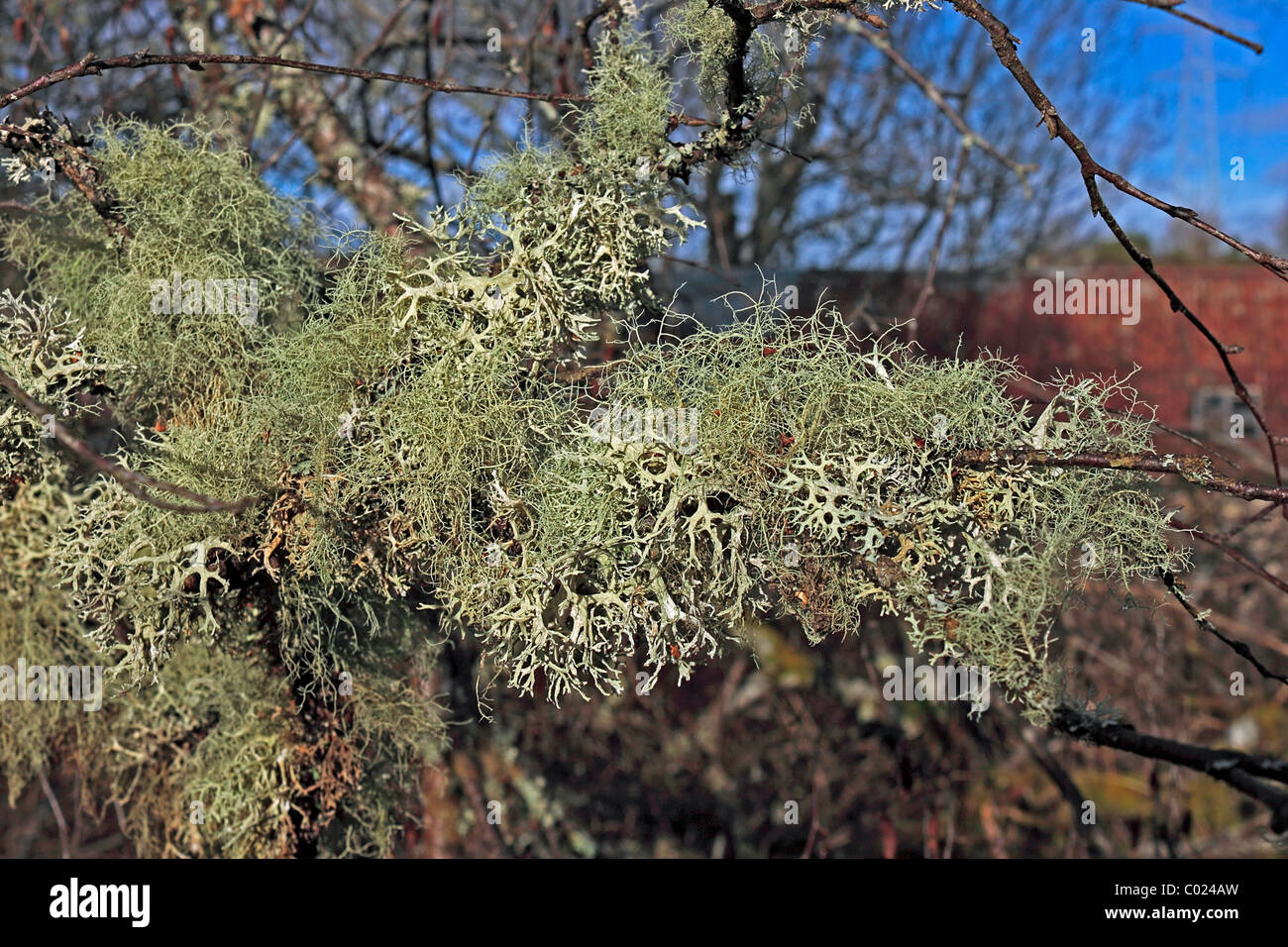 Scottish moss hi-res stock photography and images - Alamy