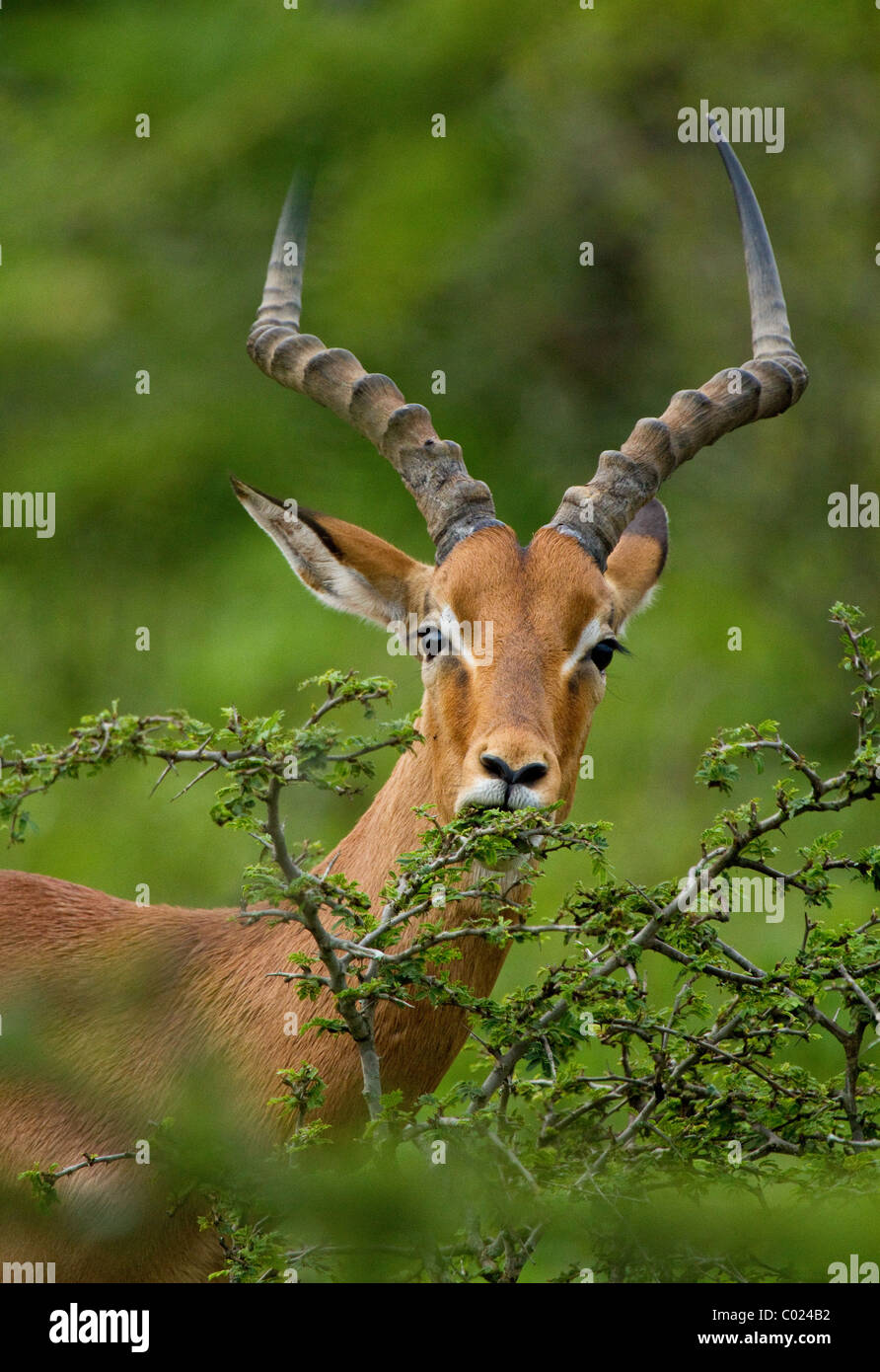 Impala male hi-res stock photography and images - Alamy