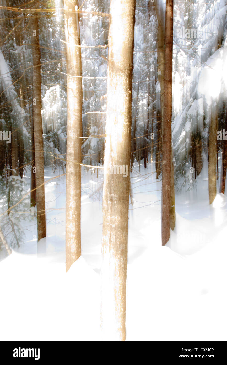 Impressionism Forest in the White Mountains, New Hampshire Stock Photo ...