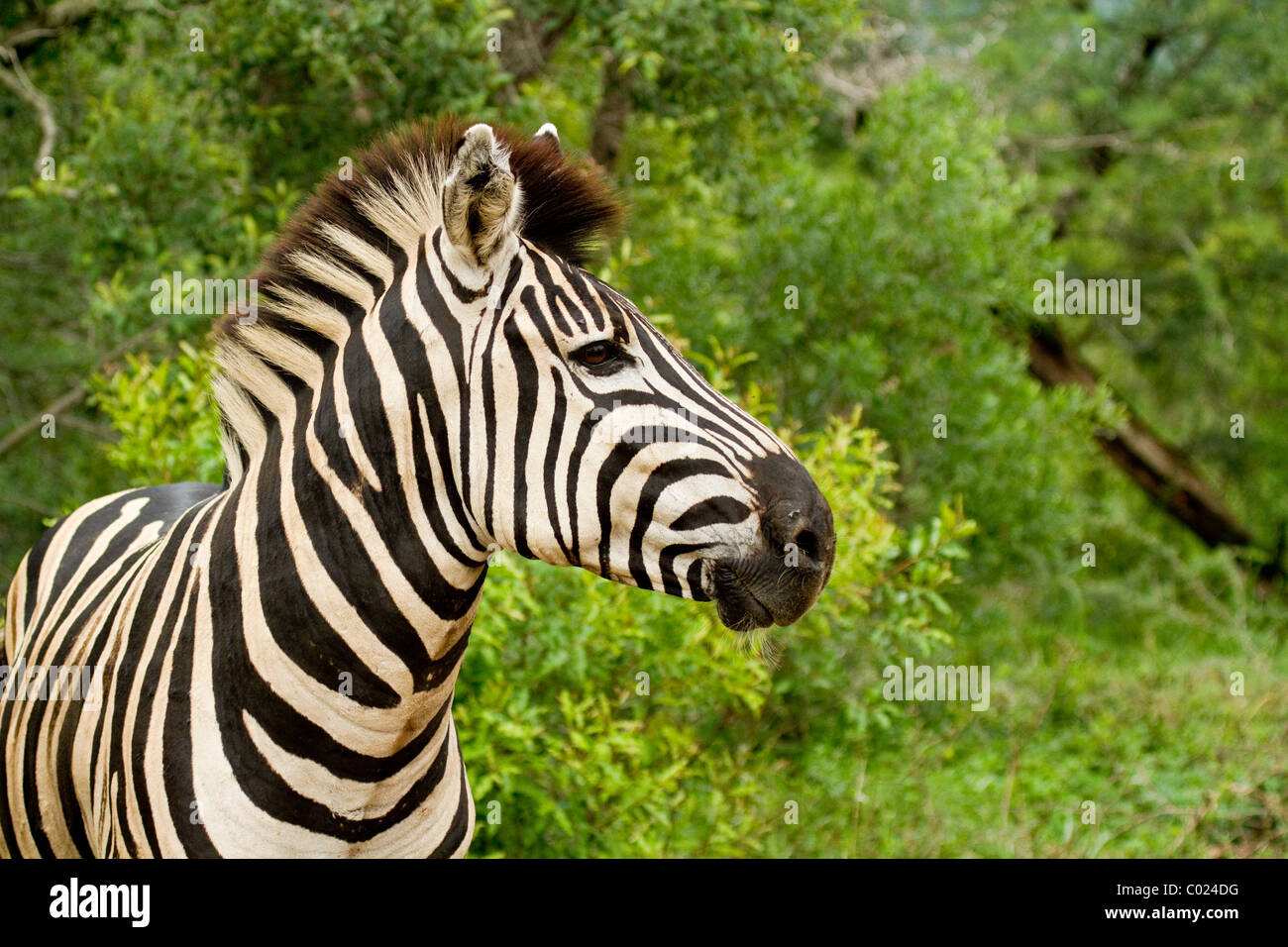 Profile head shot of plains zebra in south africa Stock Photo - Alamy