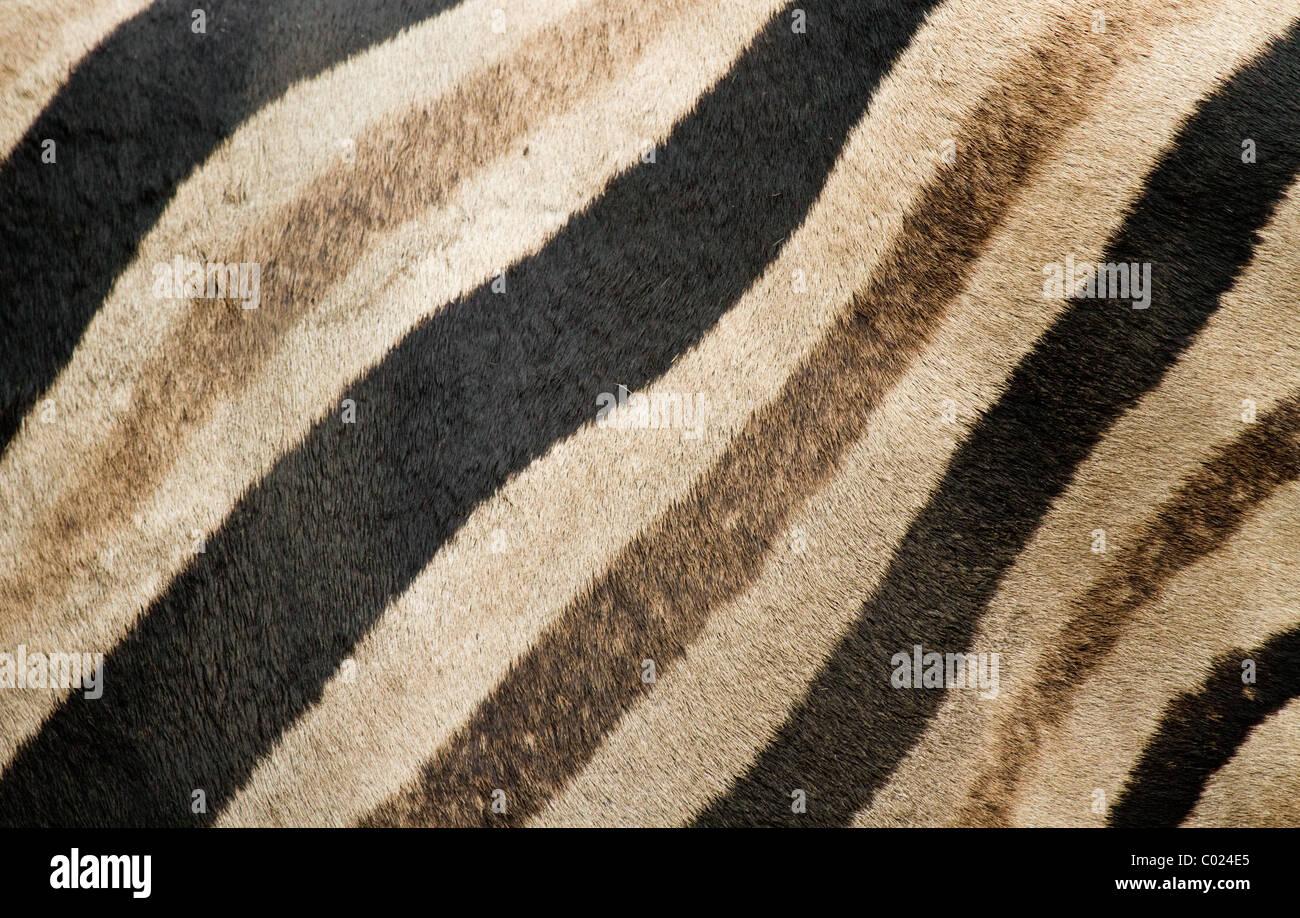 Zebra skin hi-res stock photography and images - Alamy