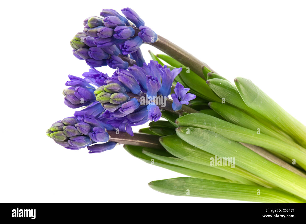 Bouquet of single hyacinths hi-res stock photography and images - Alamy