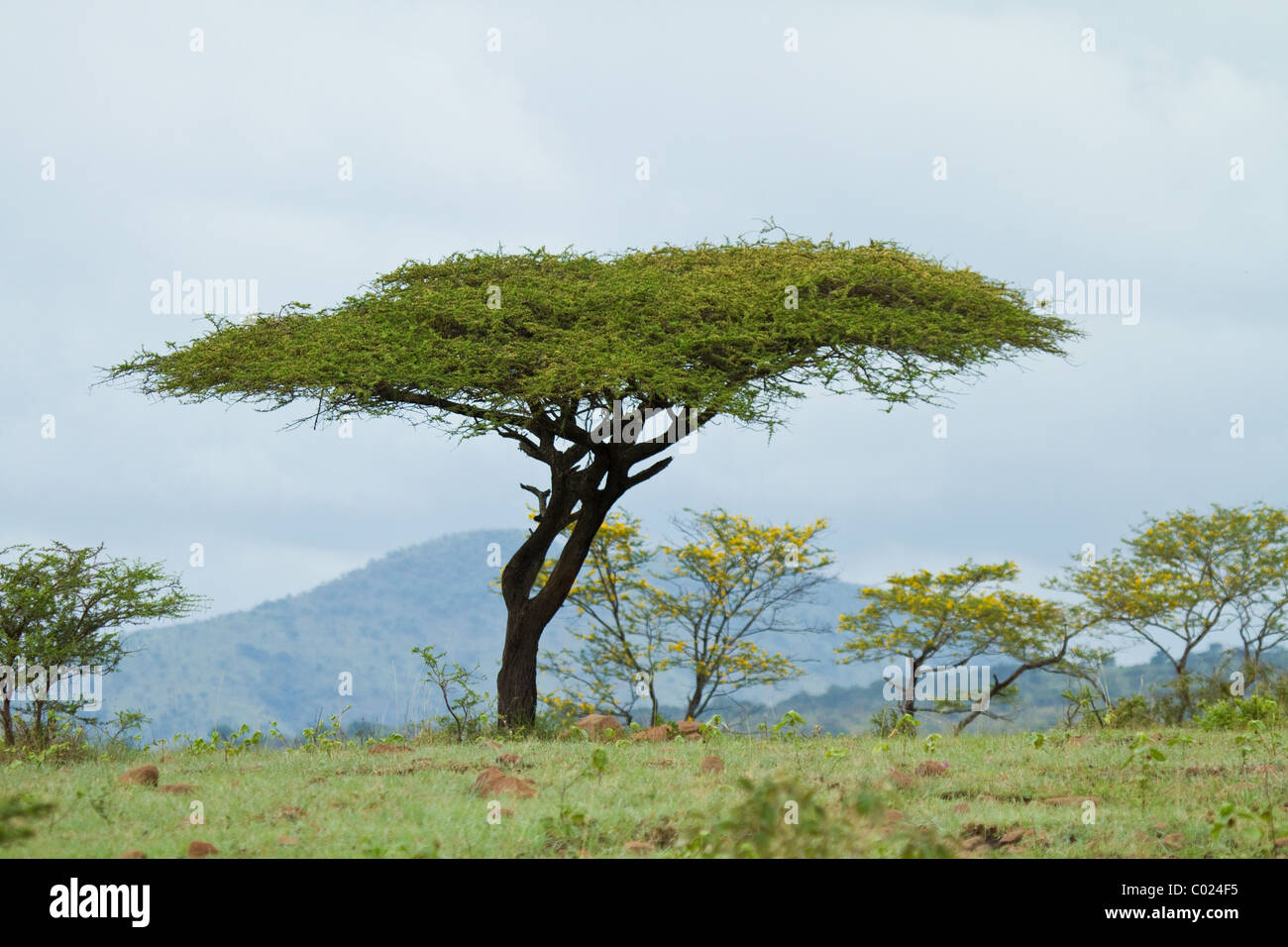 Landscape acacia tree in Hluhluwe-iMfolozi Park Stock Photo - Alamy