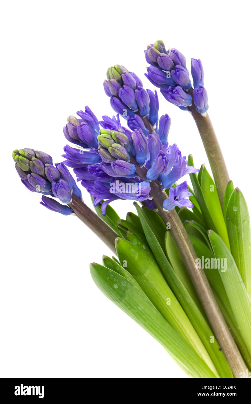 Bouquet of single hyacinths hi-res stock photography and images - Alamy
