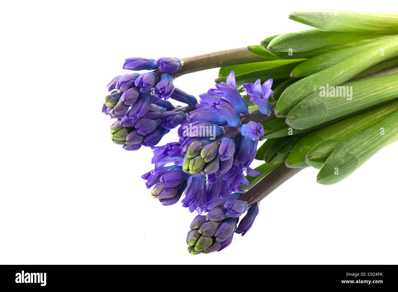 Bouquet of single hyacinths hi-res stock photography and images - Alamy