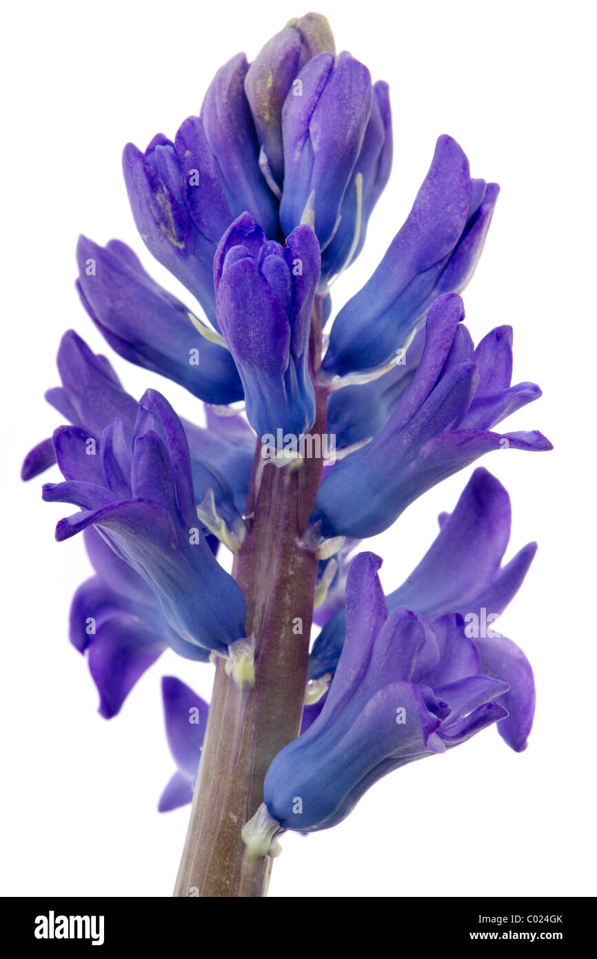 Blue purple hyacinths hi-res stock photography and images - Alamy