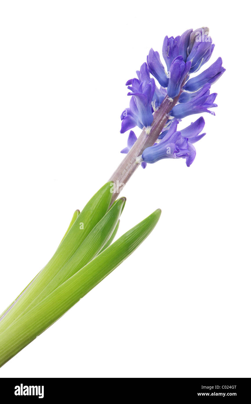 Blue purple hyacinths hi-res stock photography and images - Alamy