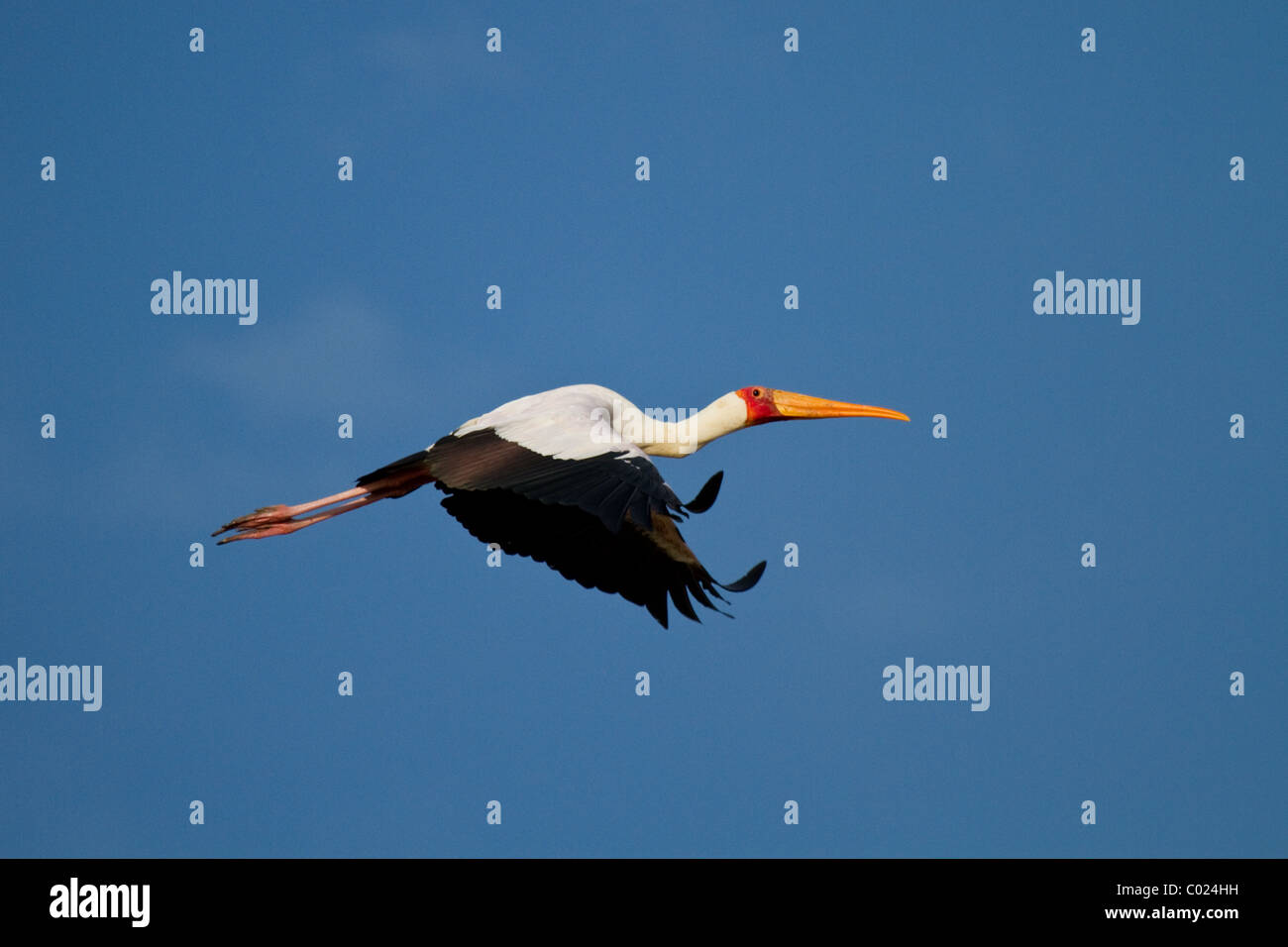 Stork flying hi-res stock photography and images - Alamy