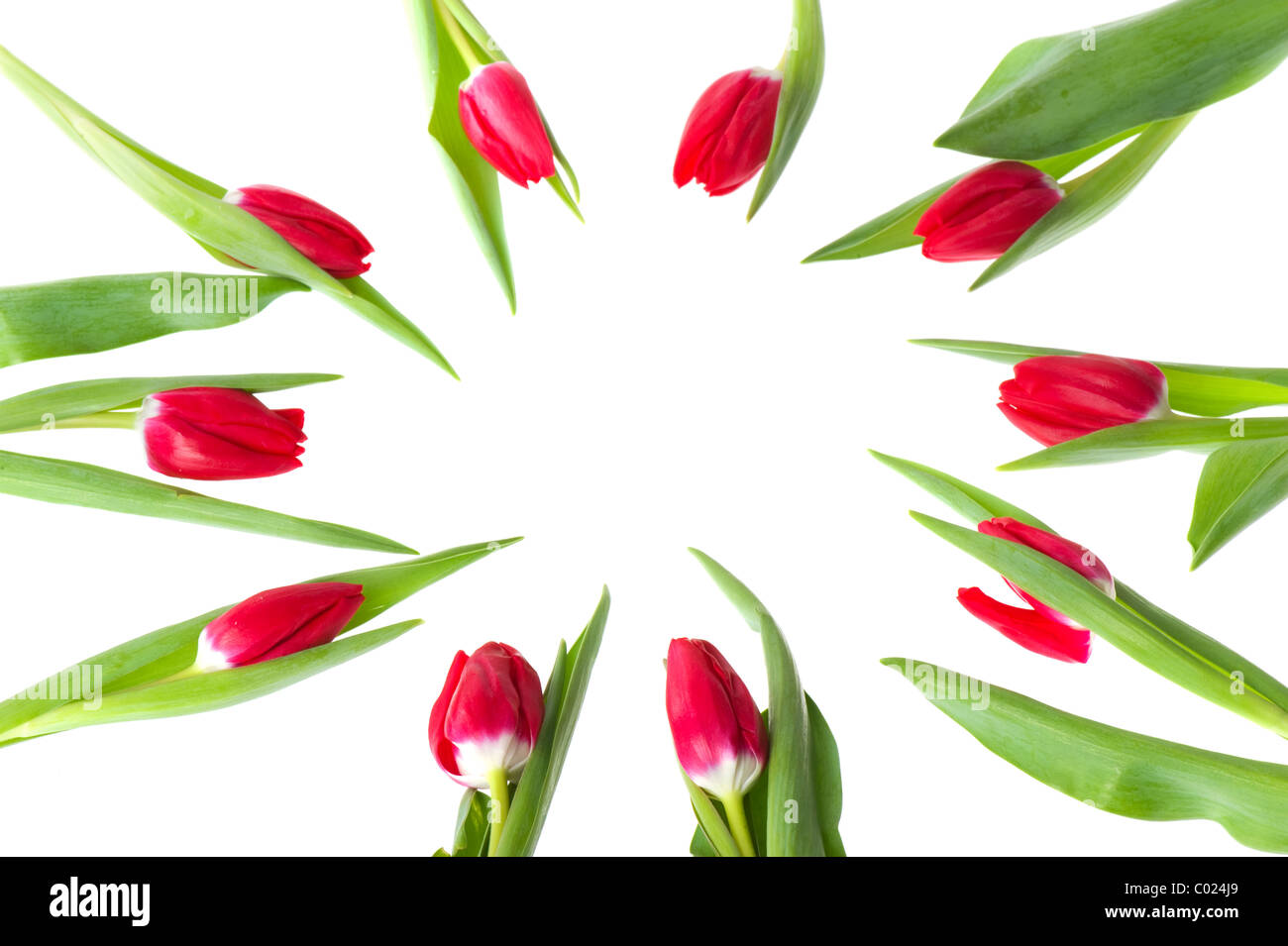 Circle of tulips hi-res stock photography and images - Alamy