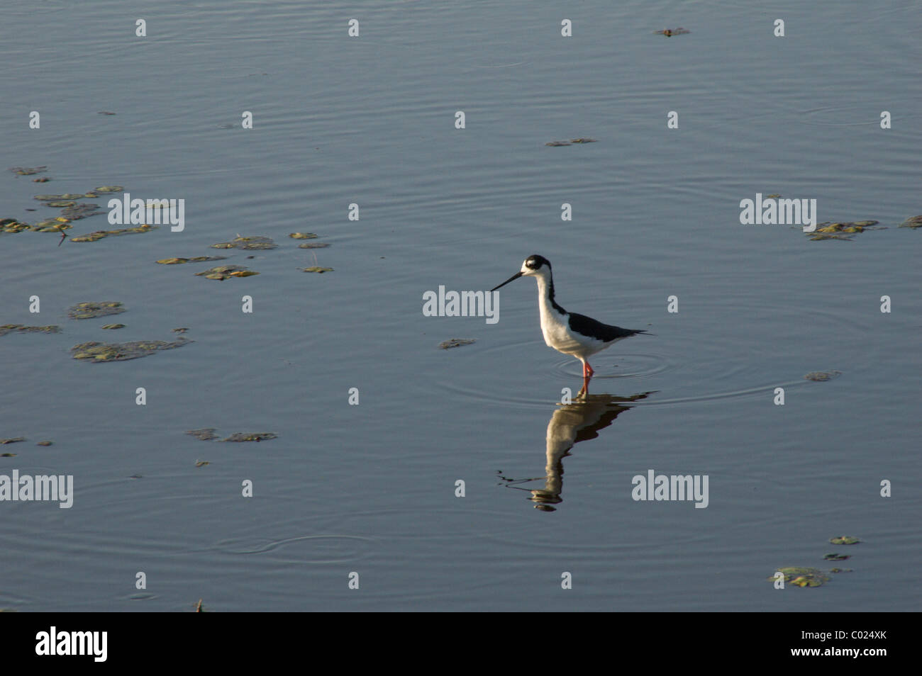 Black necked stilt in St. Marks National Wildlife Refuge, Florida, USA ...