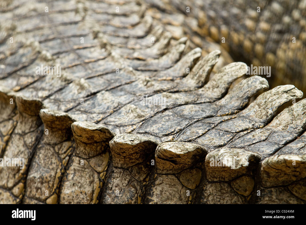 Close-up of nile crocodile tail Stock Photo - Alamy