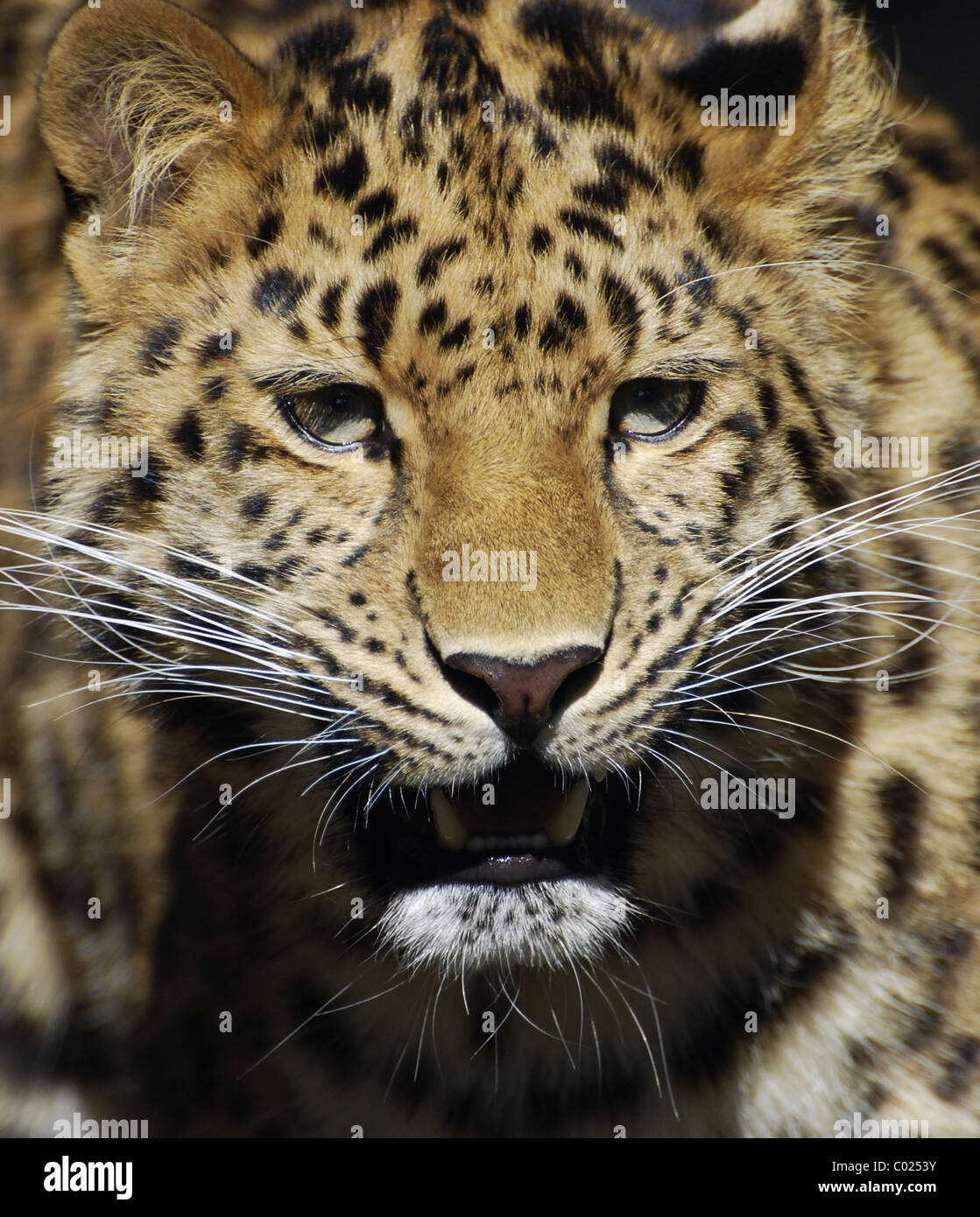 Female Amur leopard looking at camera (close-up Stock Photo - Alamy