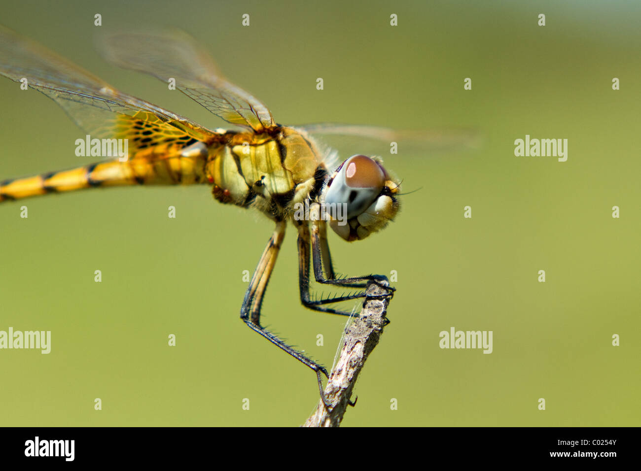 Dragonfly close up hi-res stock photography and images - Alamy