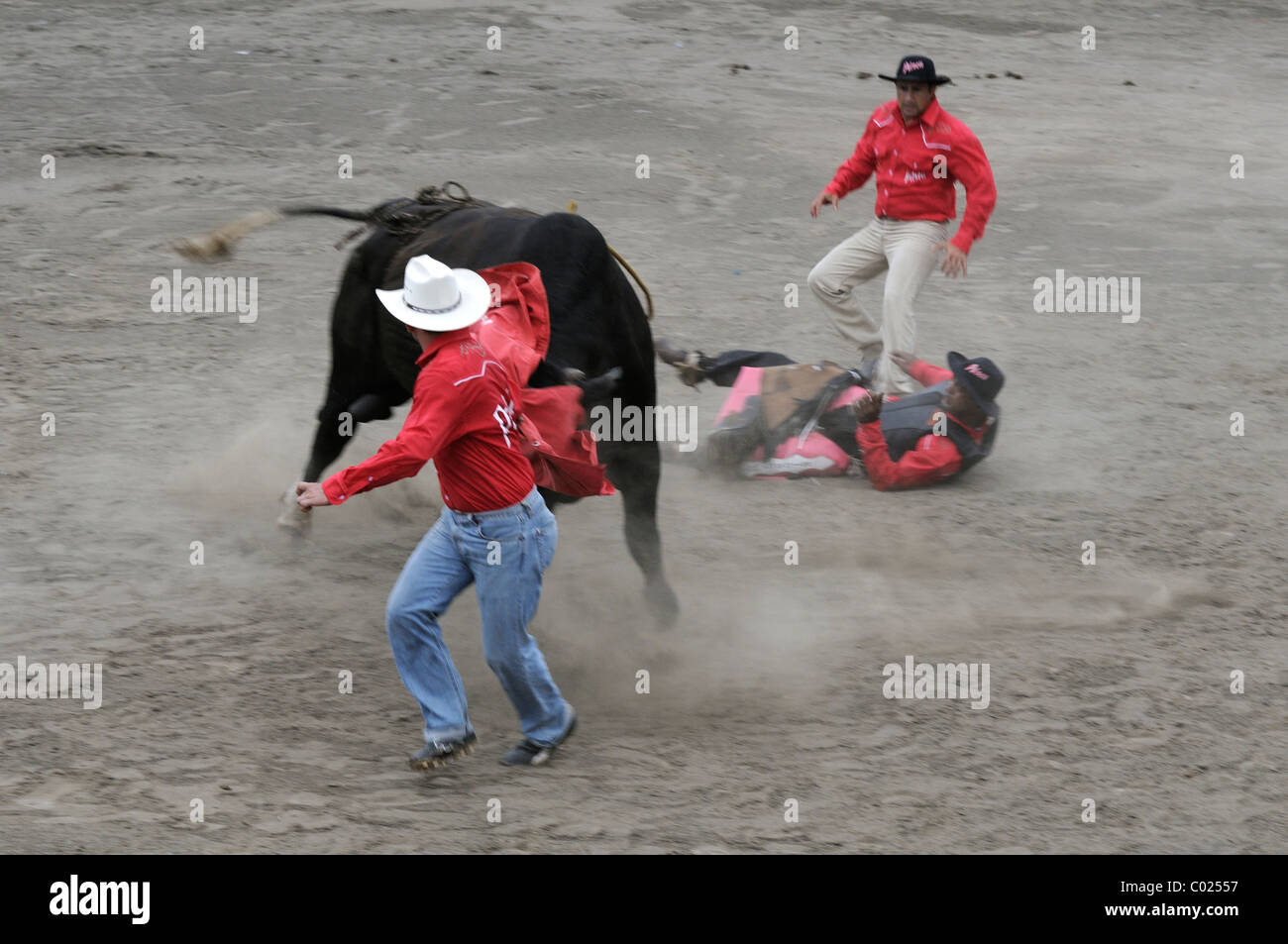 Rodeo with bulls Stock Photo - Alamy