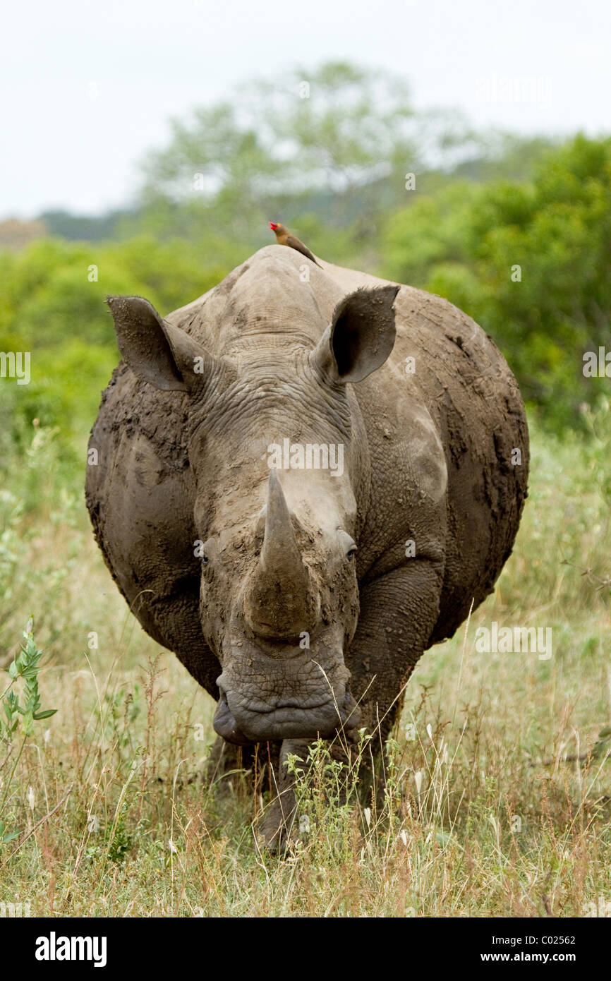White rhinoceros head-on Stock Photo - Alamy