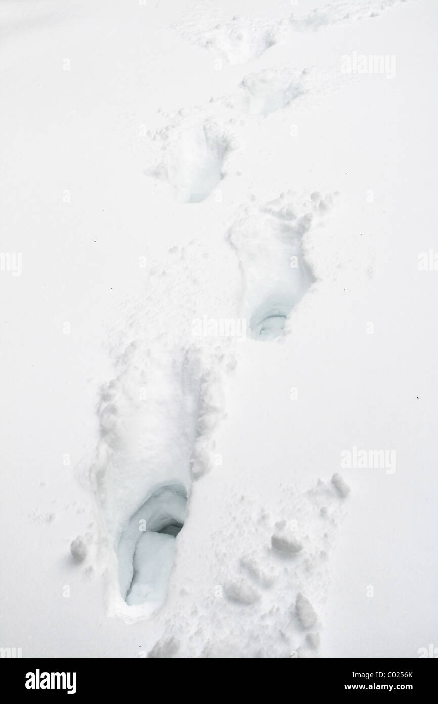 footprints walking away from the viewer in deep snow Stock Photo - Alamy