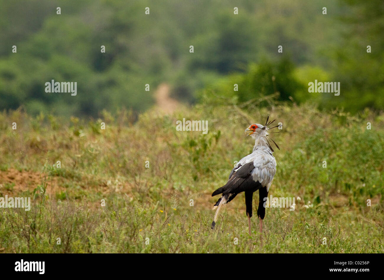 Secretary bird hunting hi-res stock photography and images - Alamy