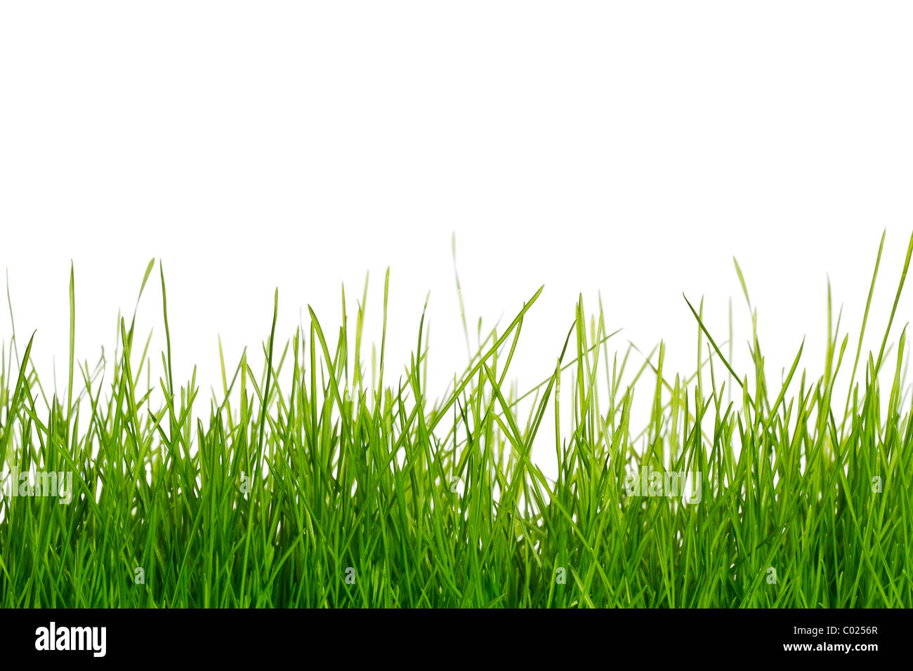 grass with white background Stock Photo - Alamy