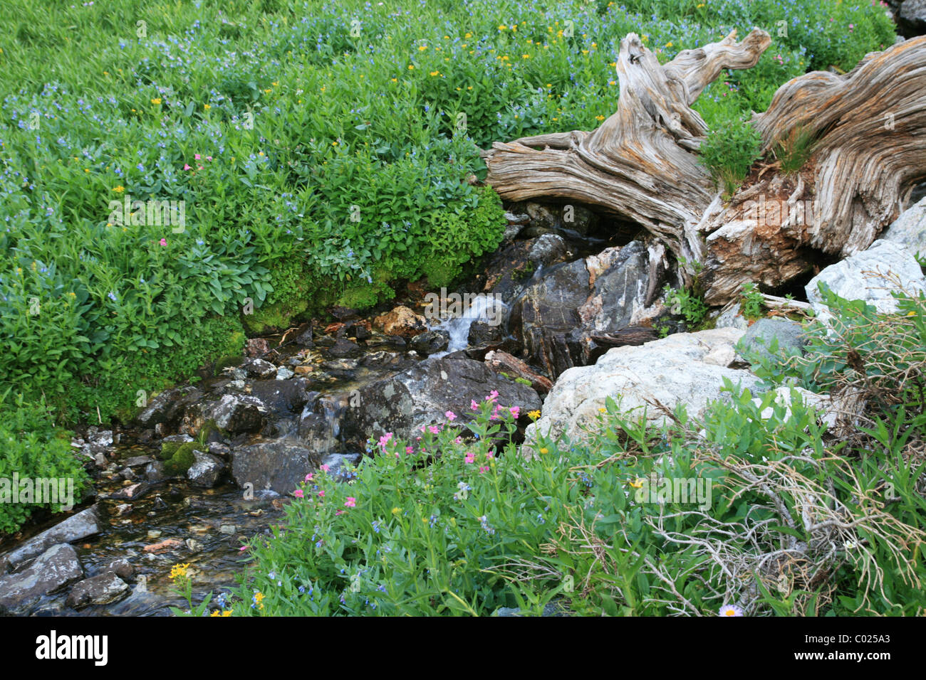 Stream mountain wild flowers hi-res stock photography and images - Alamy