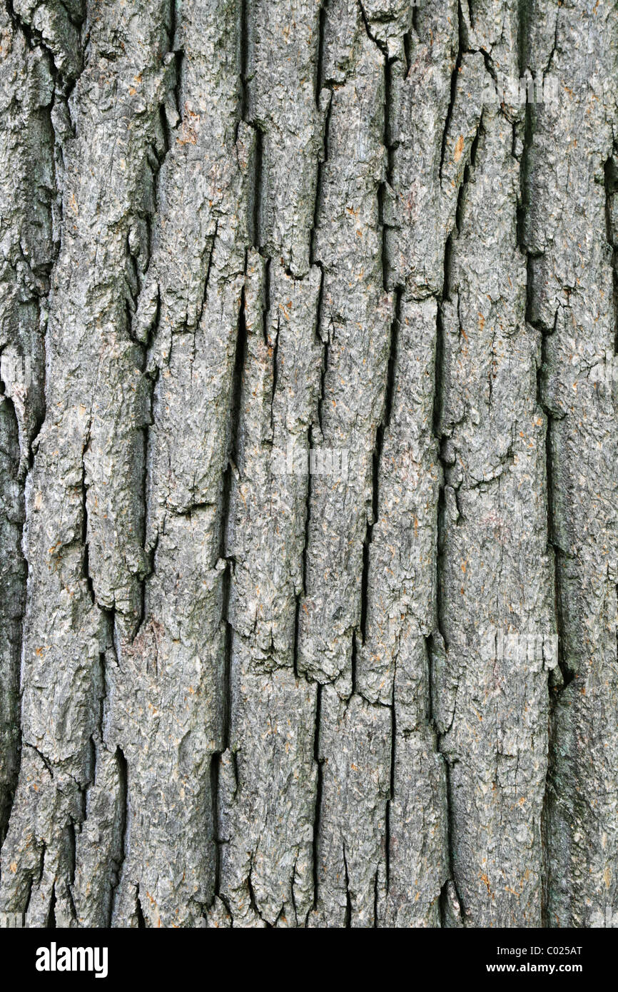 Liriodendron Tulipifera Bark Phil Bendle Collection Liriodendron