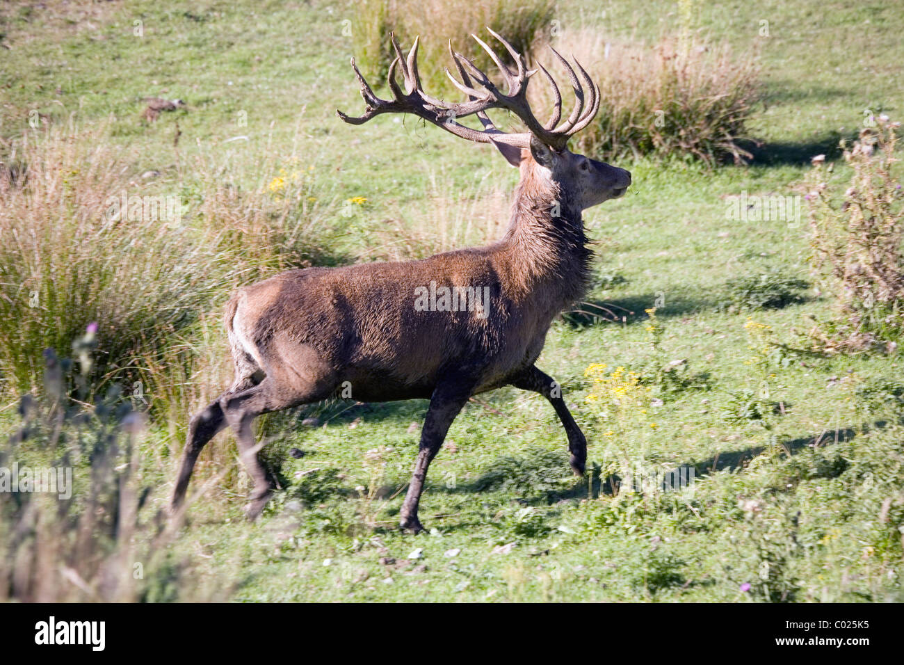 New zealand deer hi-res stock photography and images - Alamy
