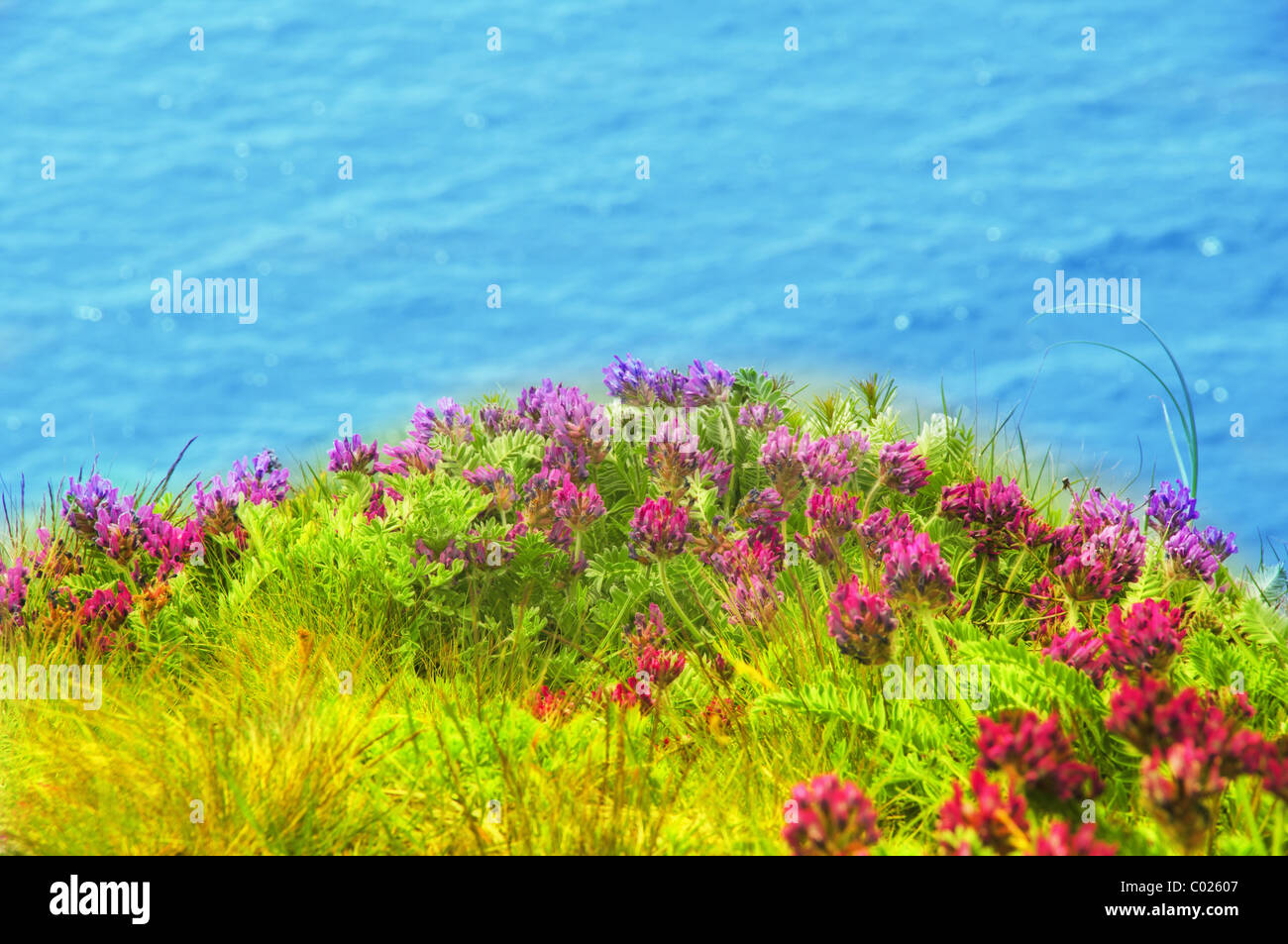 wild violets on a background of sea water Stock Photo - Alamy