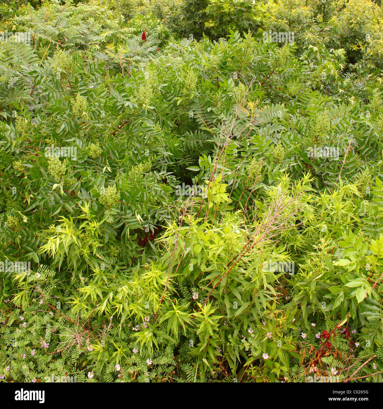 Forest background - Alabama Stock Photo - Alamy