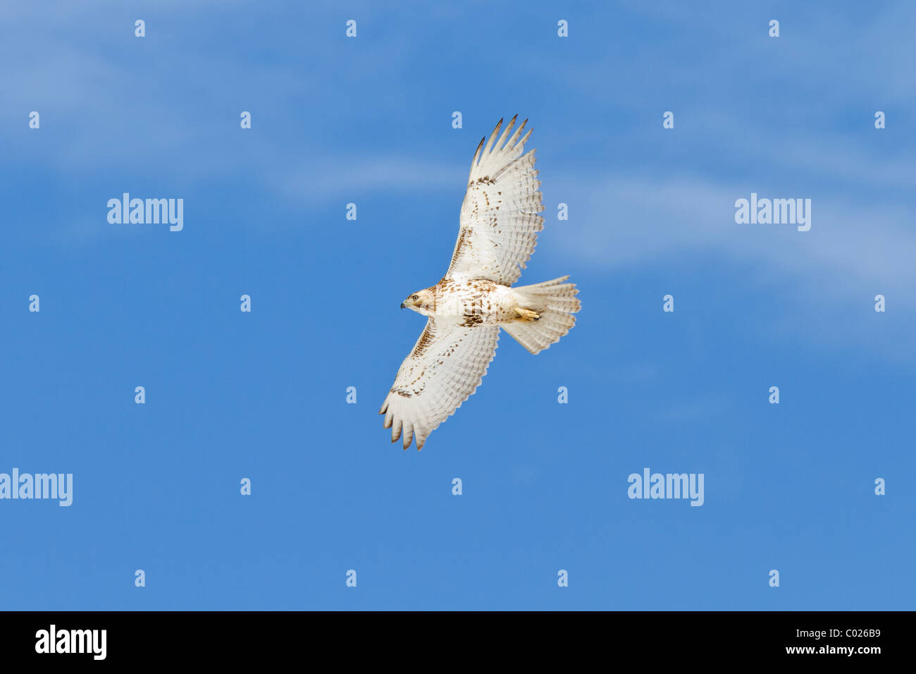 Red tailed hawk with wings spread hi-res stock photography and images ...