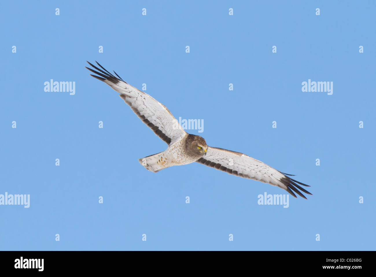 Northern Harrier Male Stock Photos & Northern Harrier Male Stock Images ...