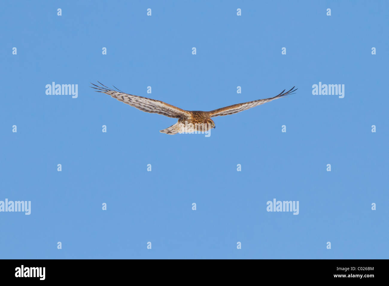 Female northern harrier hi-res stock photography and images - Alamy