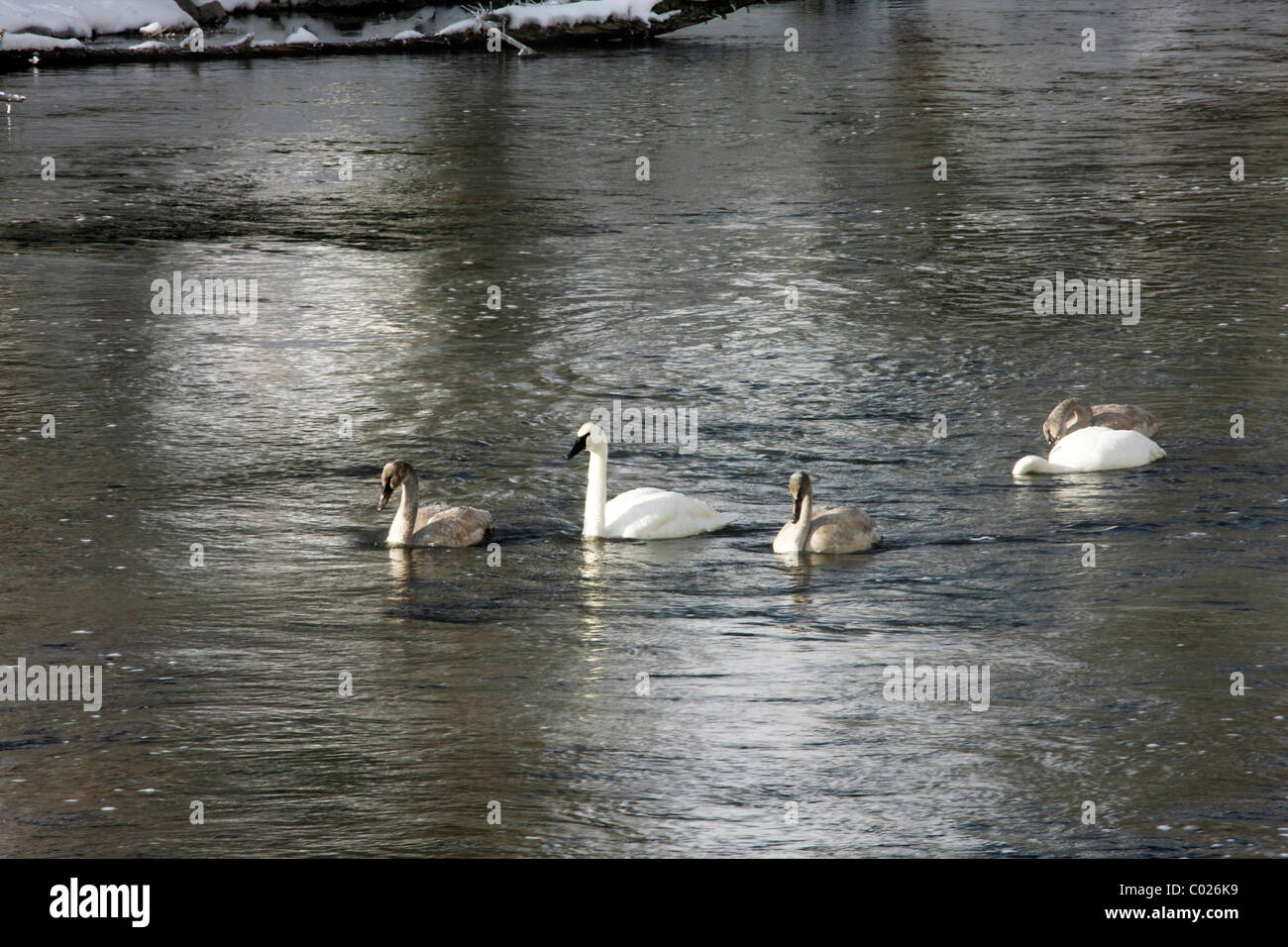Trumpet swans at an outing Stock Photo - Alamy