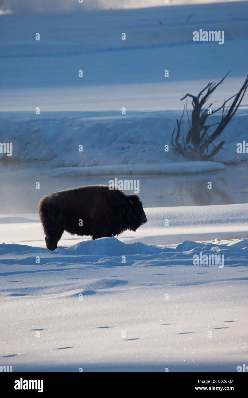 Lonely Bison in the snow in Yellowstone park Stock Photo - Alamy