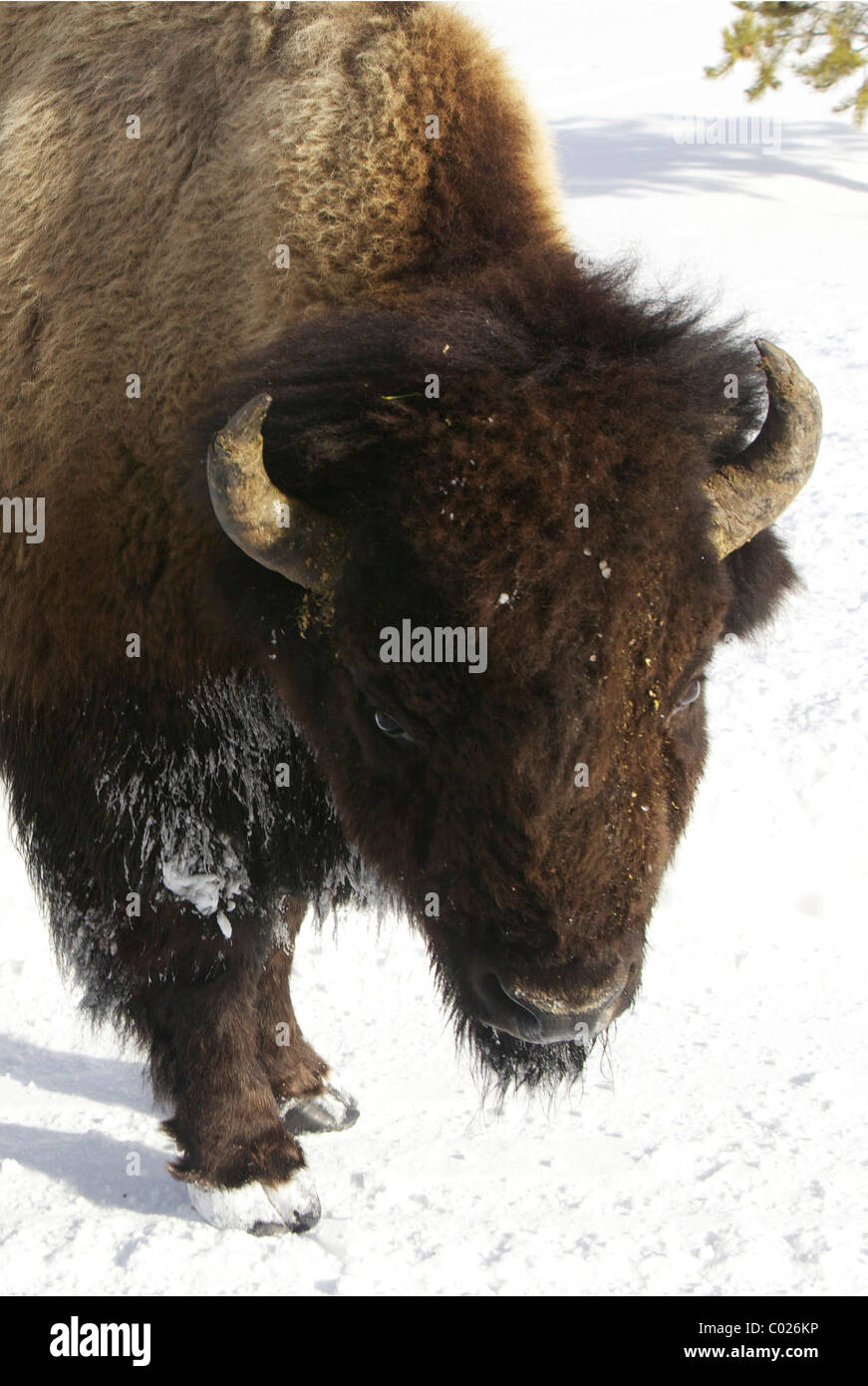 Bison getting curious Stock Photo - Alamy
