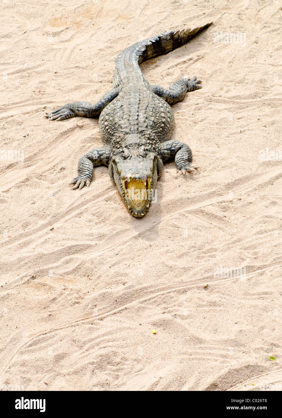 crocodile in sand facing camera with mouth open Stock Photo - Alamy