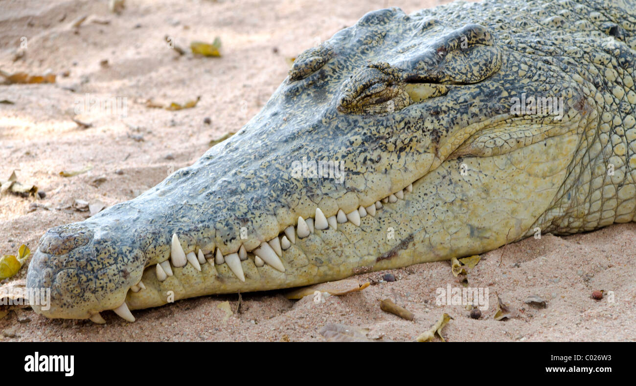 close up of a crocodile with detailed view of teeth Stock Photo - Alamy