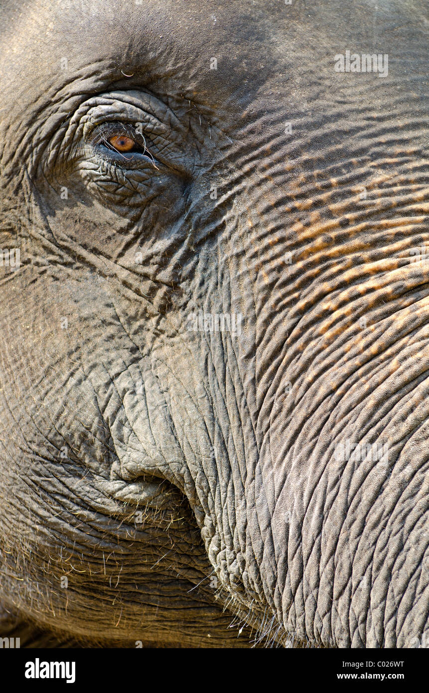 close up of an Asian elephant Stock Photo - Alamy