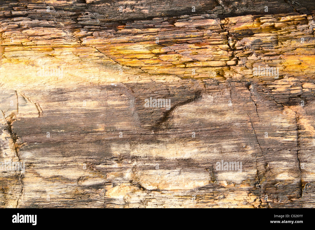 Fossilized detail hi-res stock photography and images - Alamy