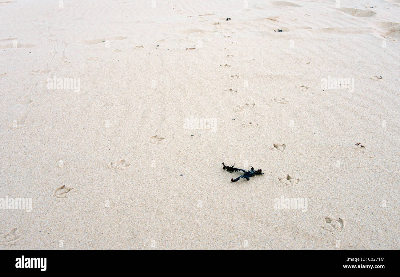 Animal tracks sand hi-res stock photography and images - Alamy