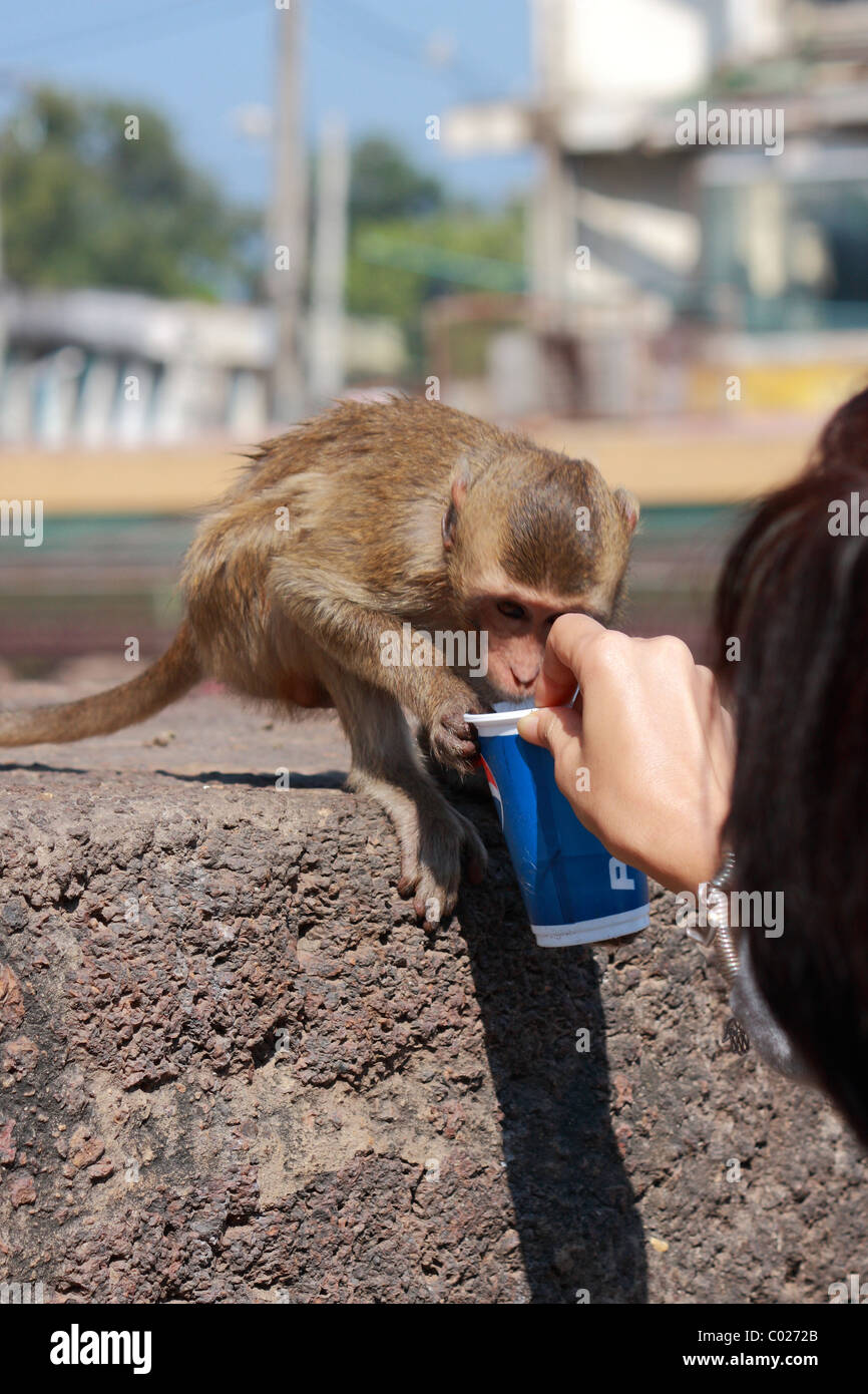 baby monkey is drinking cola from people at Monkey Chinese banquet ...