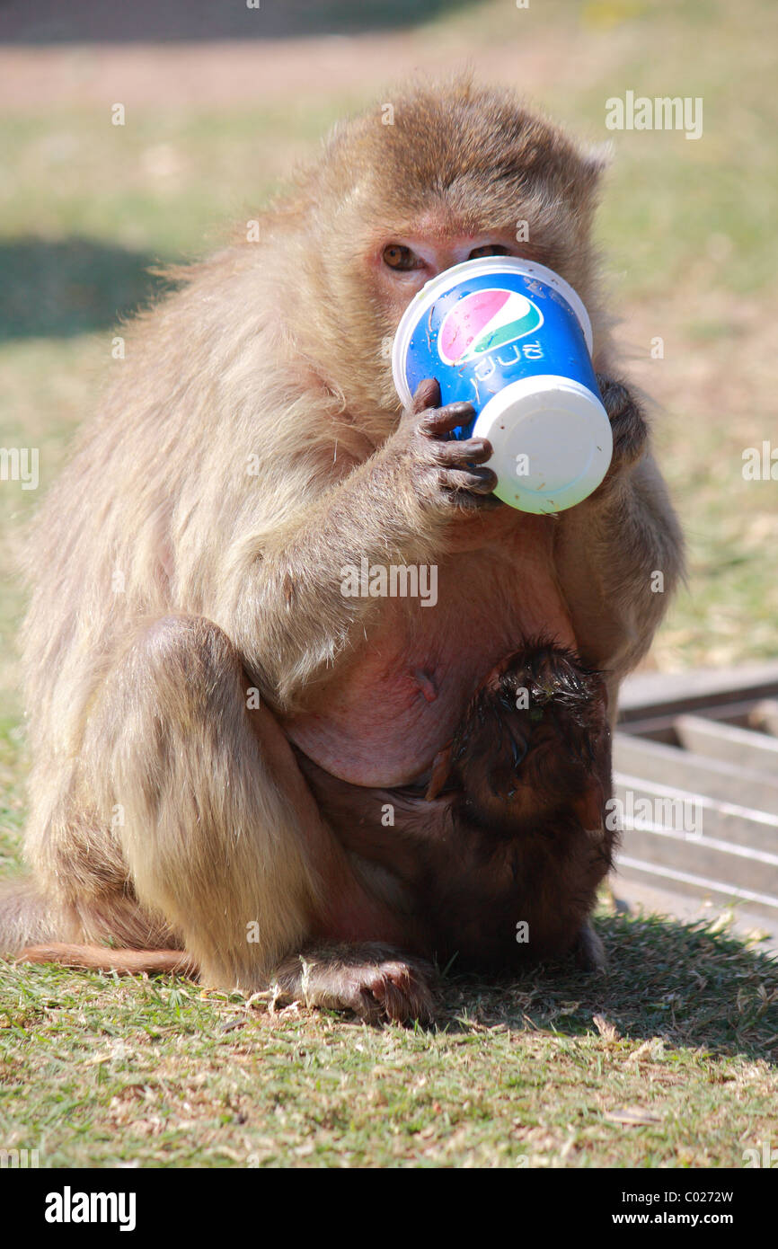 Monkey drinking cola hi-res stock photography and images - Alamy