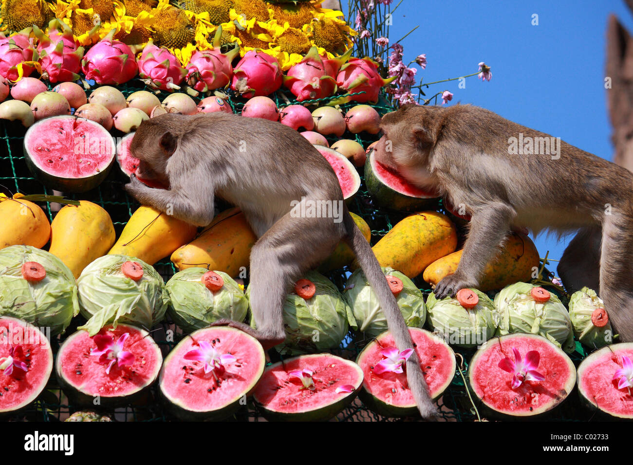 Monkey party thai hi-res stock photography and images - Alamy