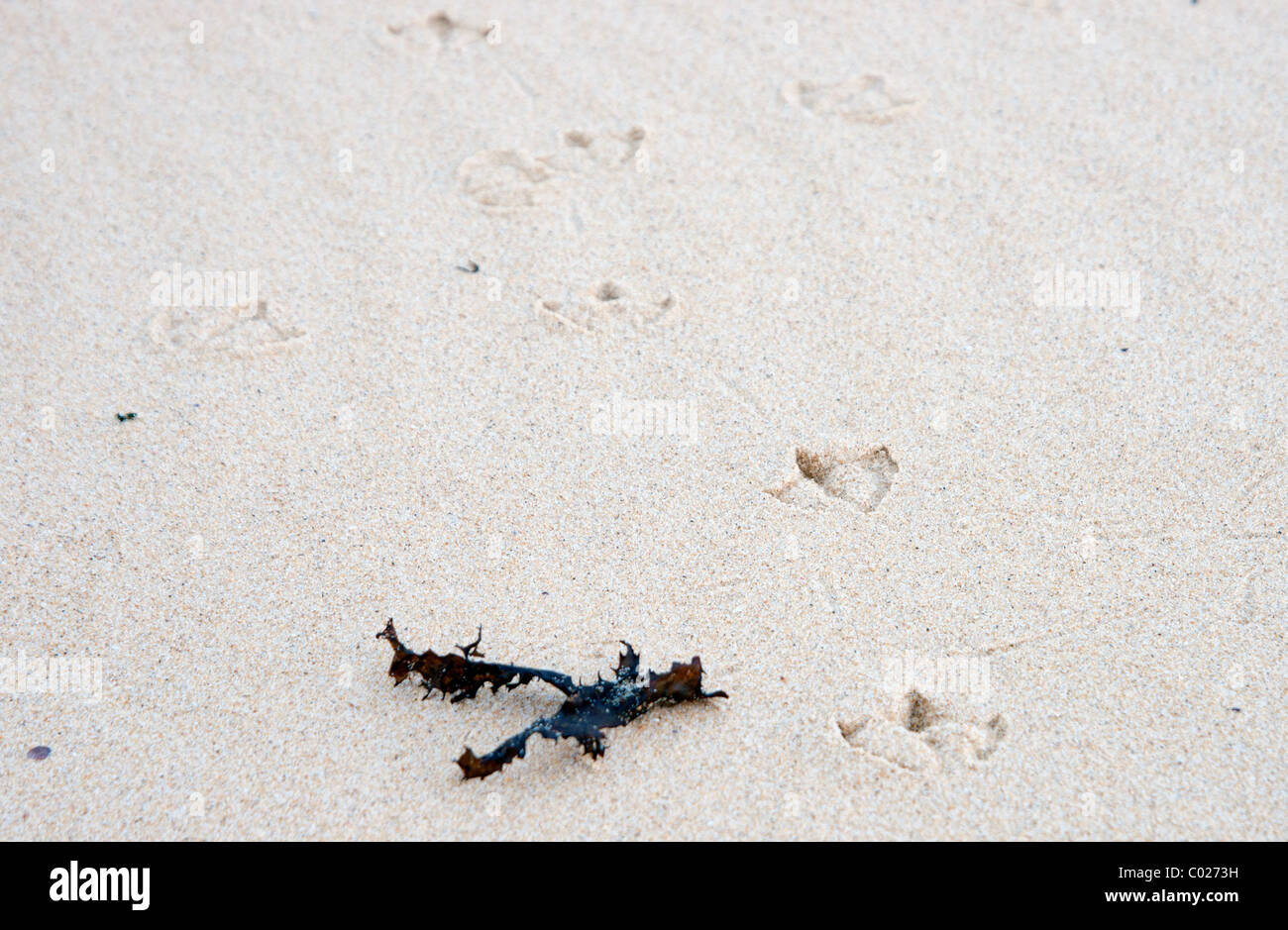 seagull bird tracks in the white sand at the beach Stock Photo - Alamy