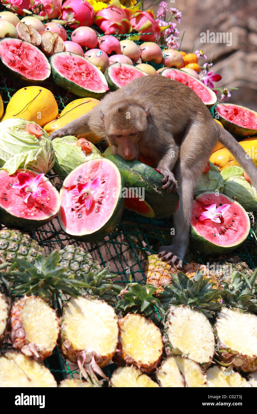Monkey is eating a heap of fruit at Monkey Chinese banquet Festival at ...