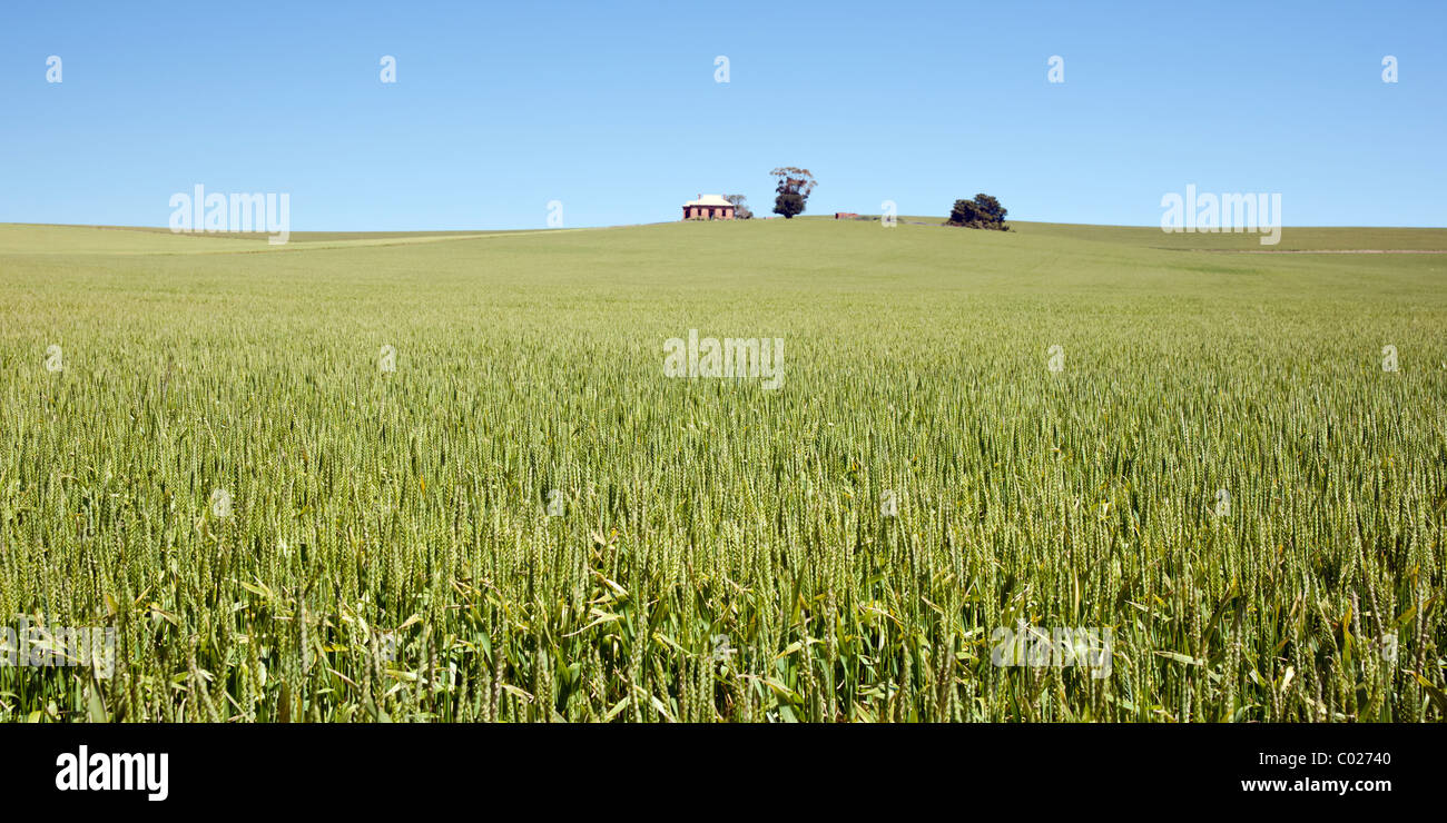 Green wheat growing in a country field under a clear blue sky above on ...