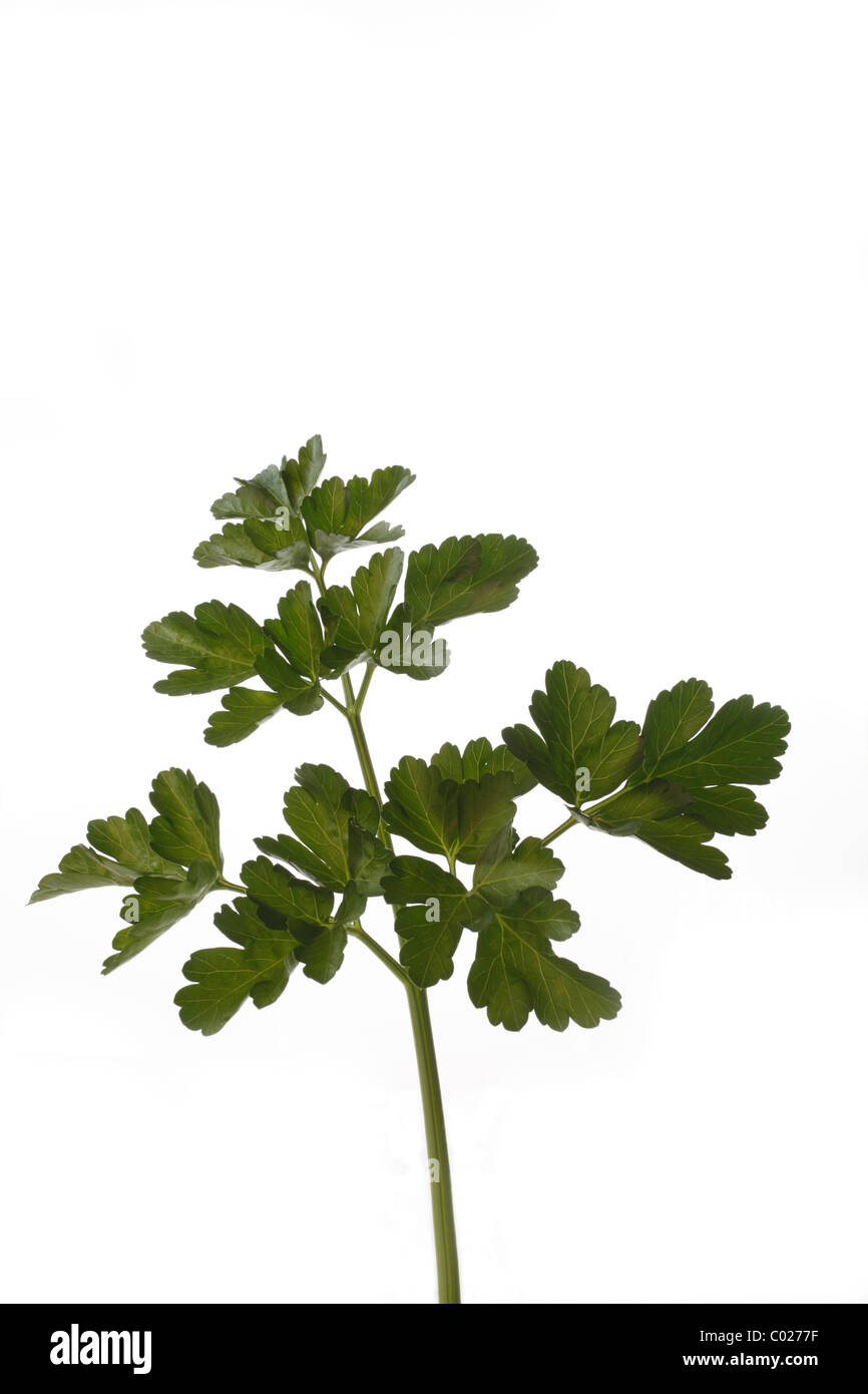 Sprig of Italian parsley on white background Stock Photo - Alamy
