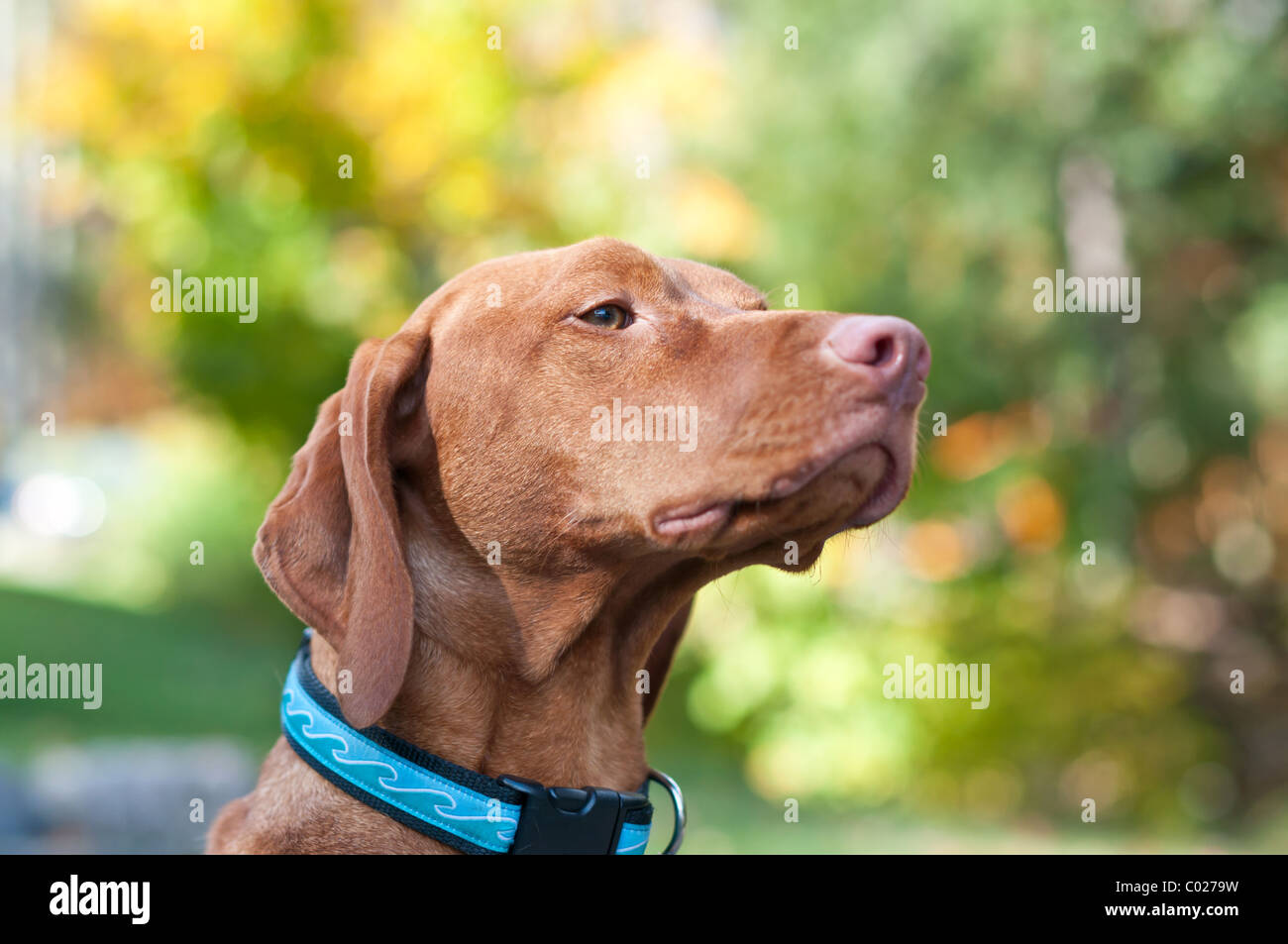 Female vizsla hi-res stock photography and images - Alamy
