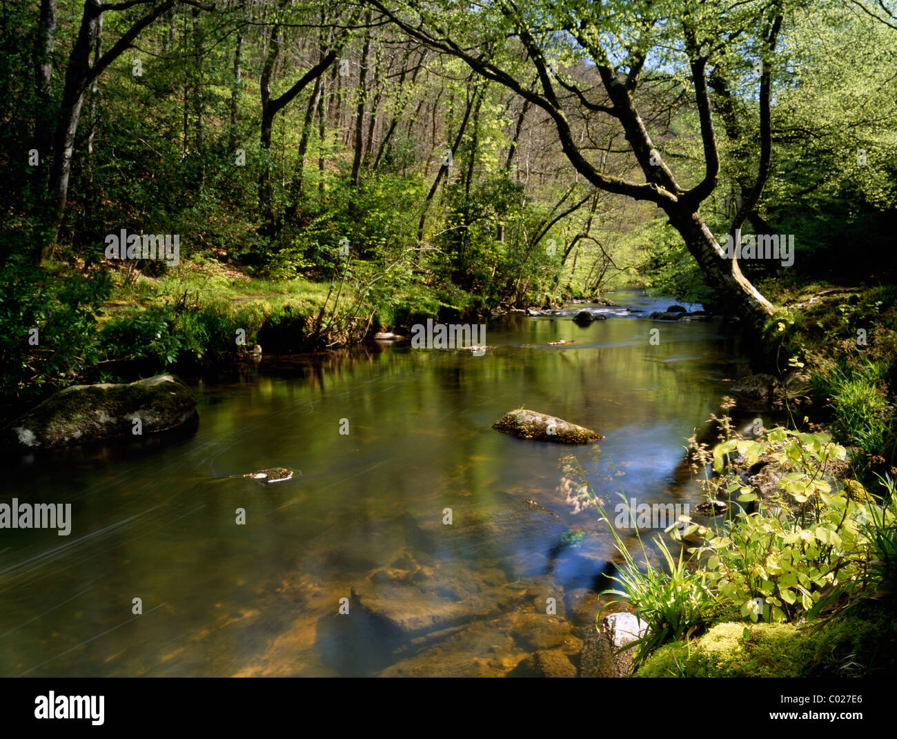 The River Teign near Fingle Bridge in Devon, England Stock Photo - Alamy