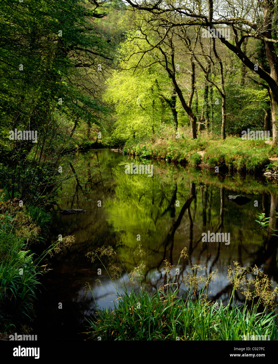 The River Teign near Fingle Bridge in Devon, England Stock Photo - Alamy