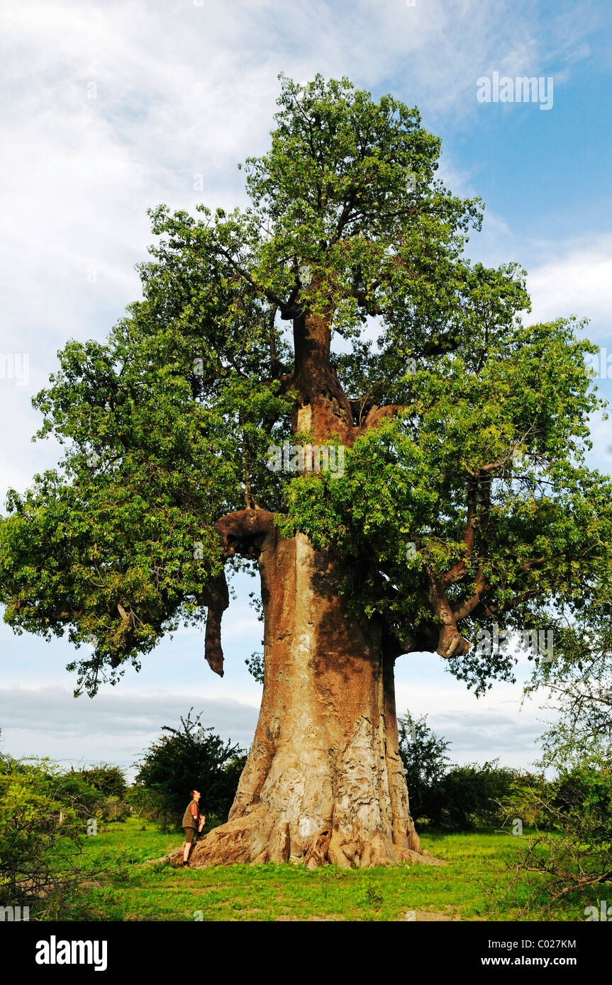African baobab adansonia digitata hi-res stock photography and images ...