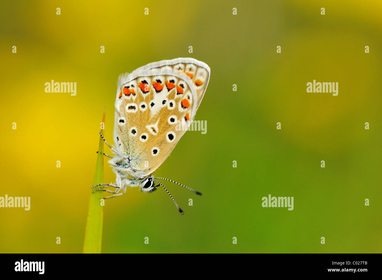 Underside of butterfly wing hi-res stock photography and images - Alamy